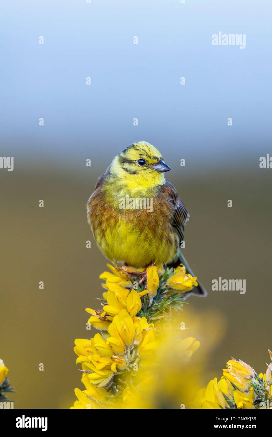 Yellowhammer; Emberiza citrinella; Male; on Gorse; UK Stock Photo - Alamy