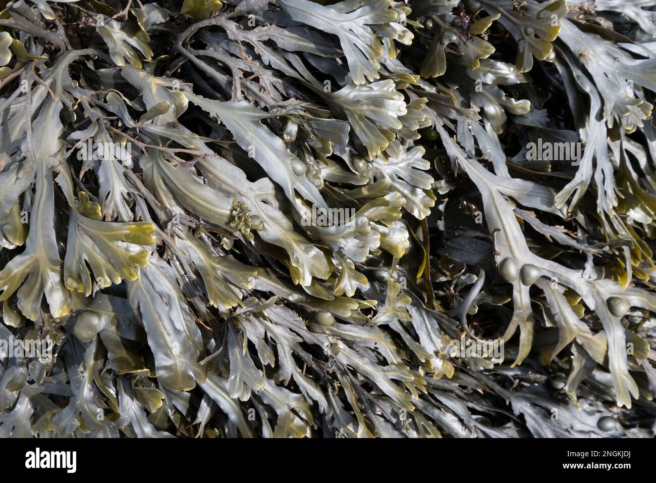 Bladder wrack seaweed (Fucus vesiculosus) on Lee beach, Devon, UK Stock ...