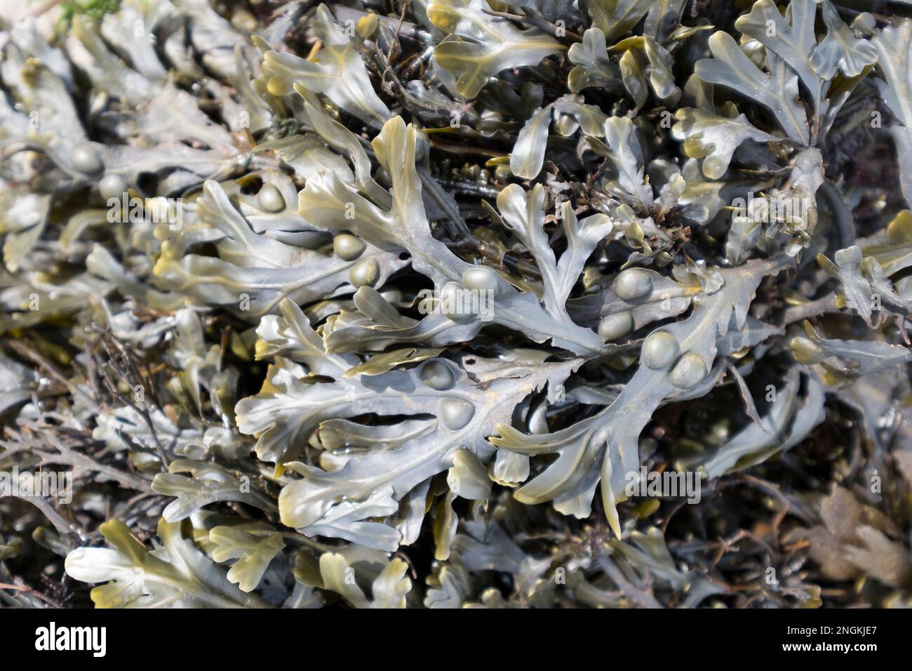 Bladder wrack seaweed (Fucus vesiculosus) on Lee beach, Devon, UK Stock ...