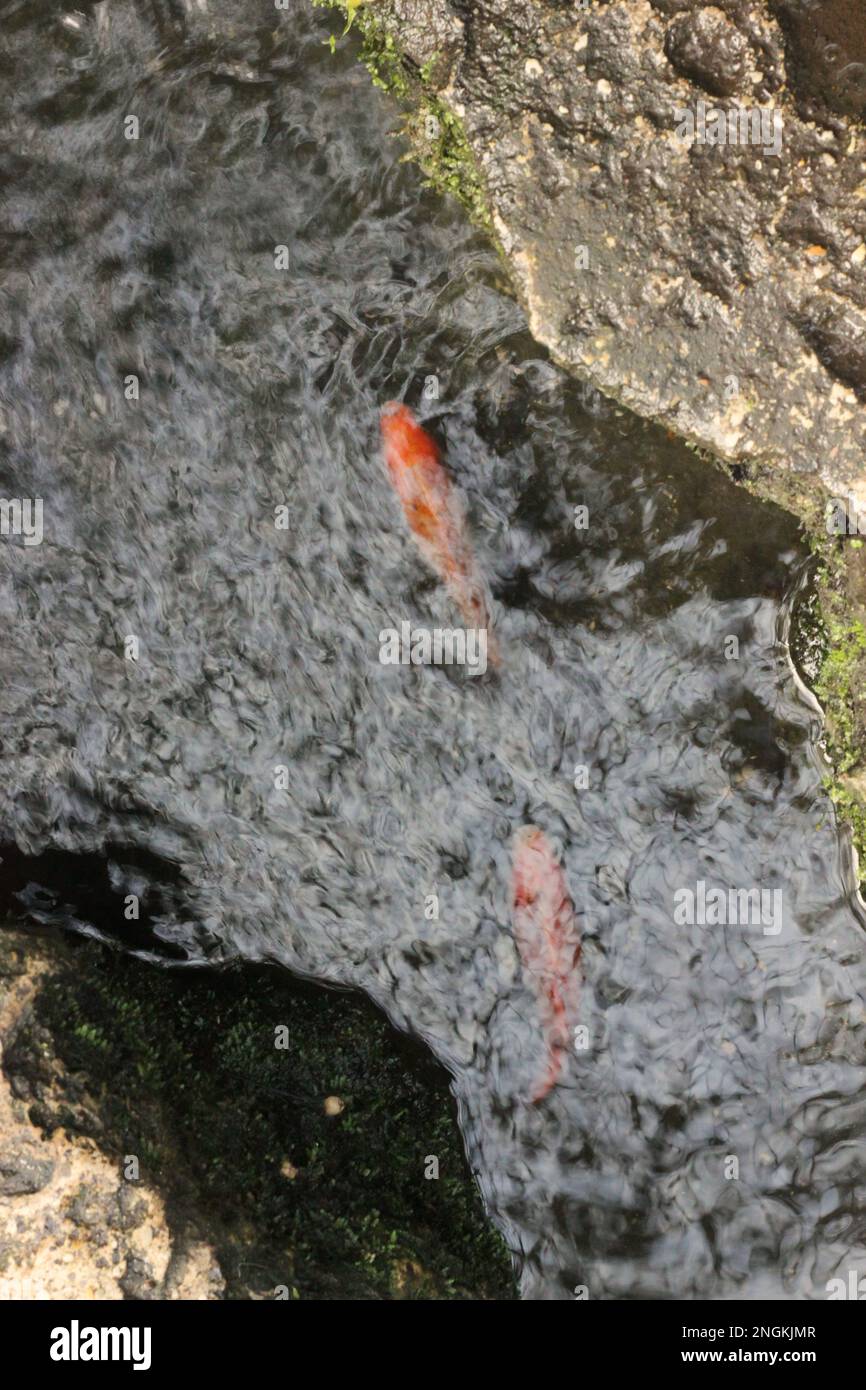 Bright orange koi fish swimming in the tropical rainforest Stock Photo ...