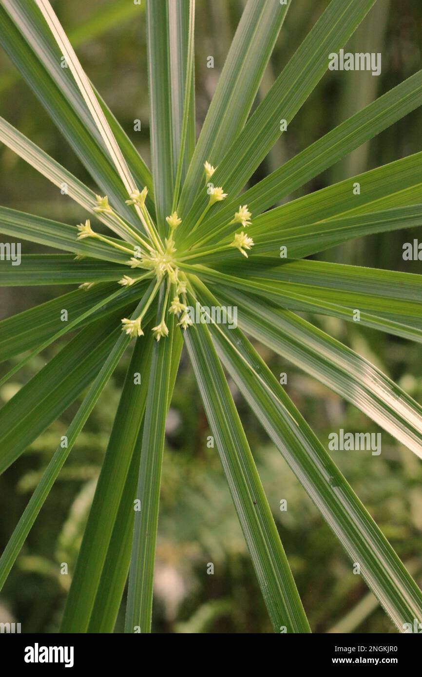 A close up of a beautiful young fern plant growing in the fields Stock ...