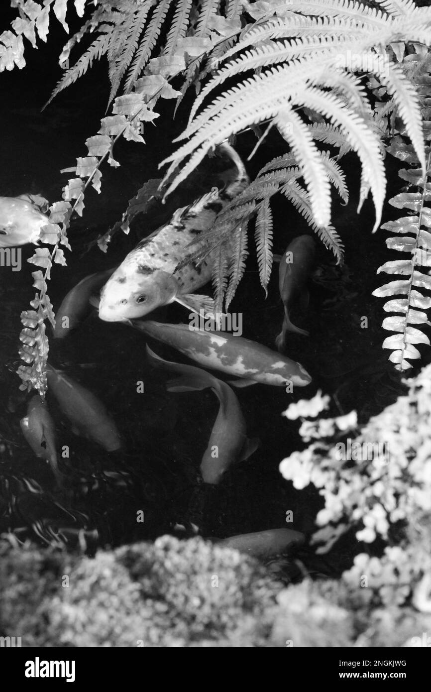 Beautiful exotic koi fish swimming in the pond in a black and white ...