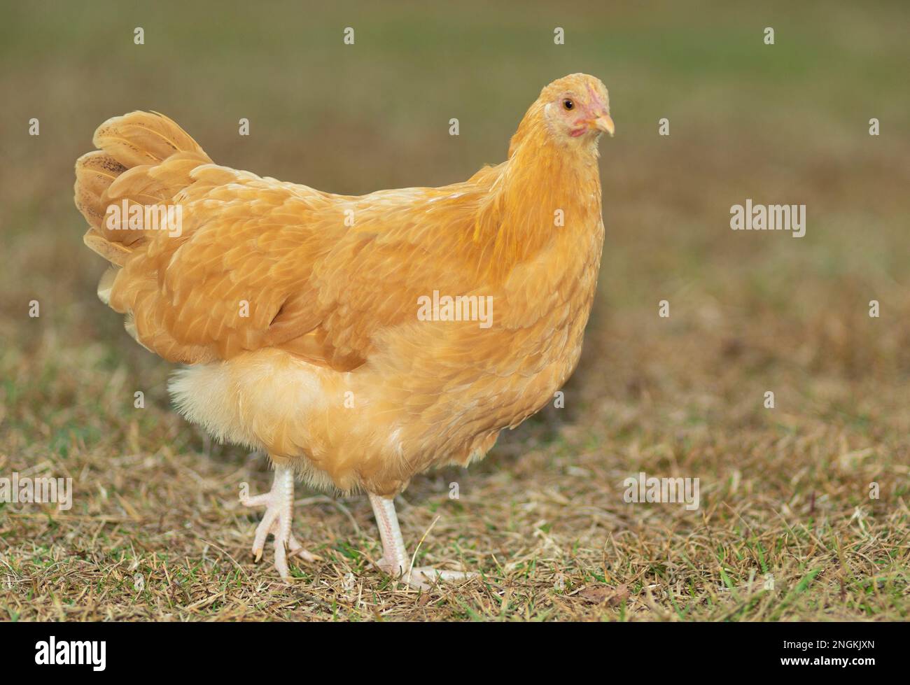 Gold chicken hi-res stock photography and images - Alamy