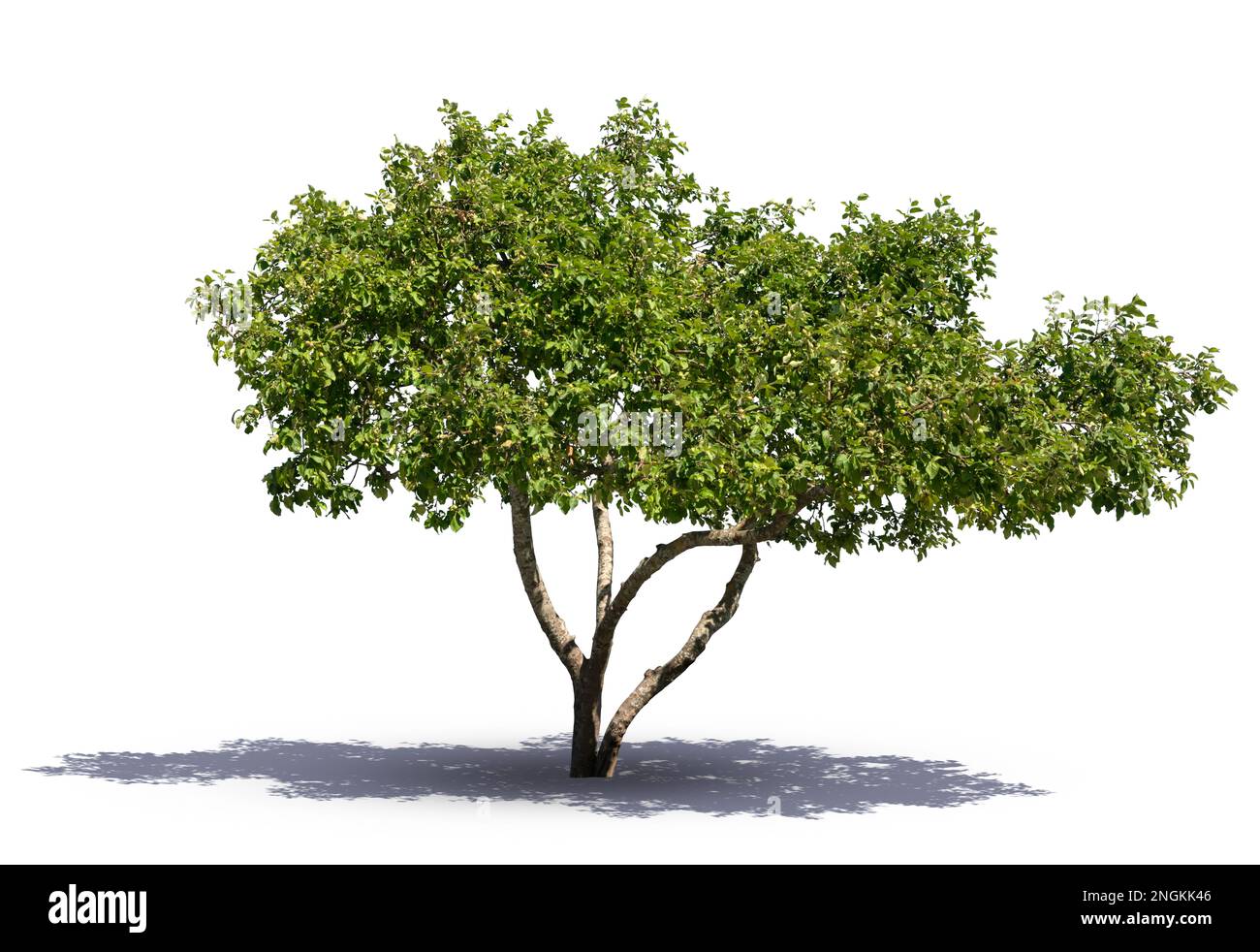 Apple tree isolated on white background Stock Photo - Alamy