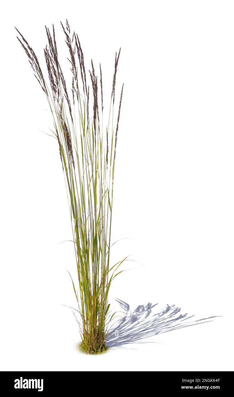 Tuft of blooming ornamental grass isolated on white background Stock ...