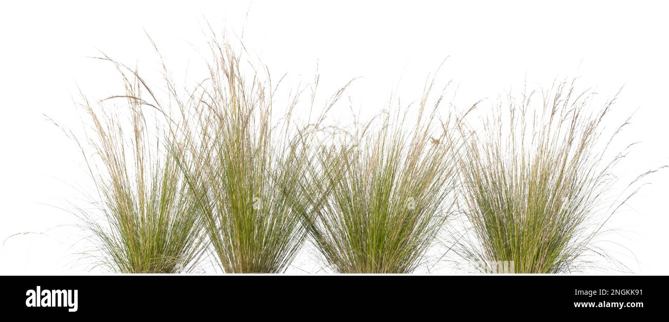 Mexican feather grass or Stipa tenuissima isolated on white background ...