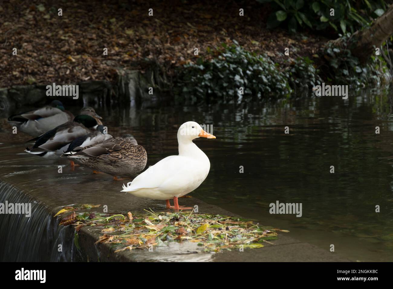 One white duck among a group of mallard ducks suggesting difference ...