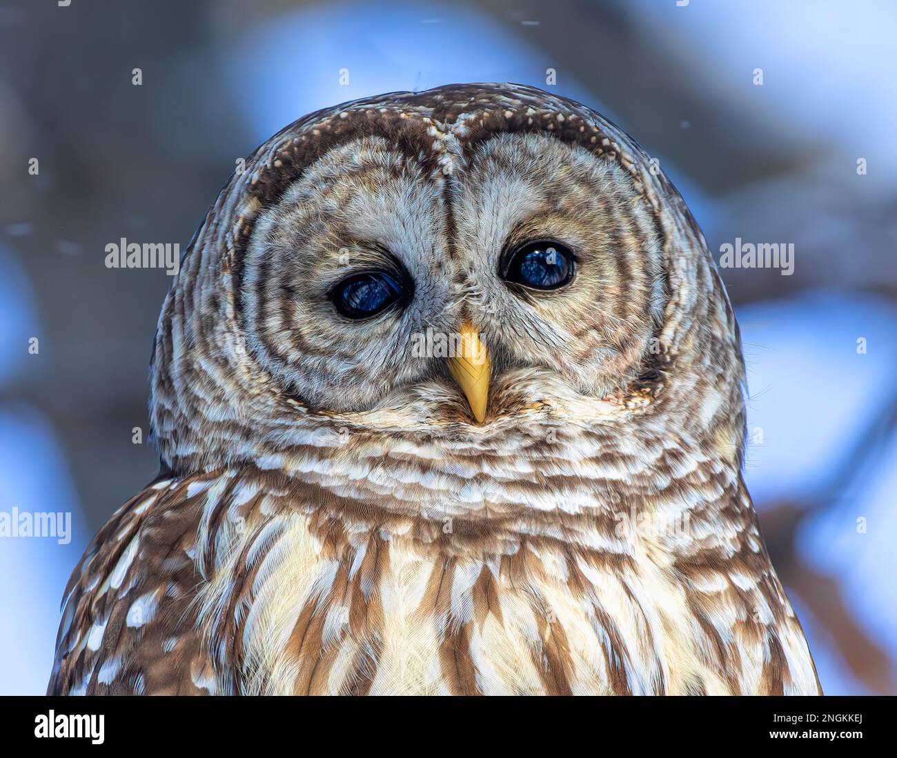 The eyes of a Barred owl (Strix varia) reflect the winter forest in ...