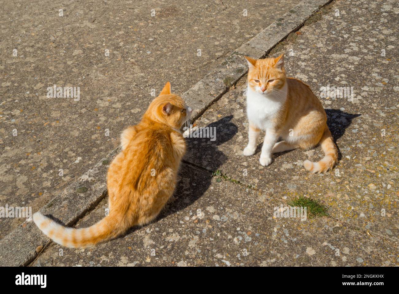 Two tabby and white cats Stock Photo - Alamy