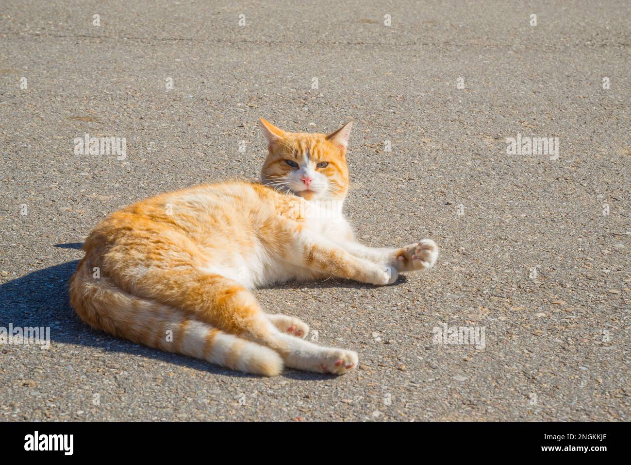 Tabby and white cat lying sunbathing Stock Photo - Alamy