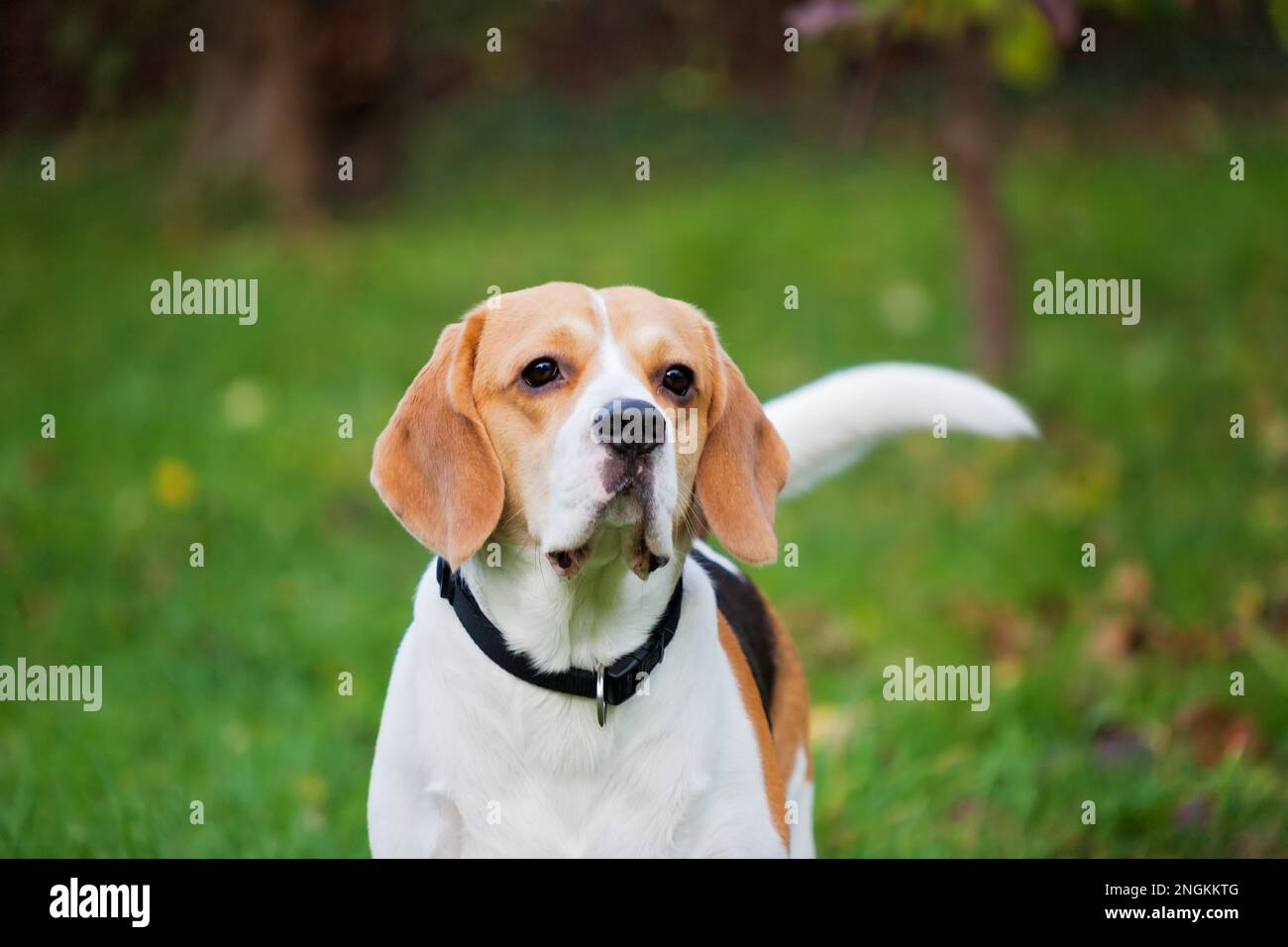 Beagle dog on a meadow Stock Photo - Alamy