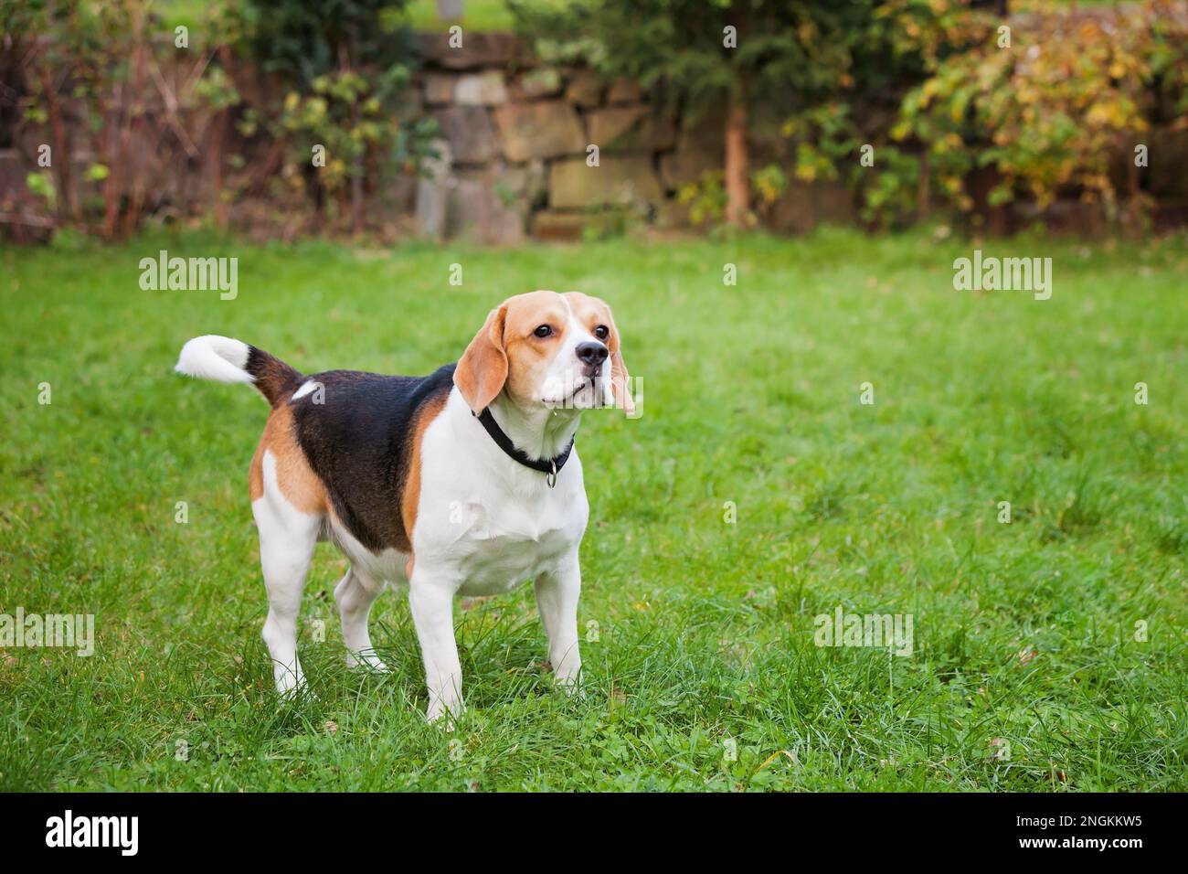 Beagle dog on a meadow Stock Photo - Alamy