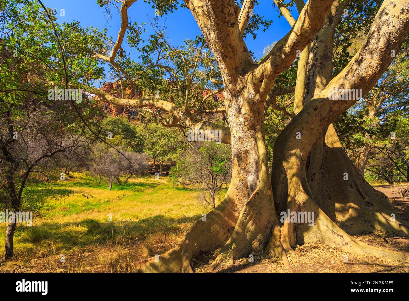 Big tree in Waterberg Plateau National Park, Kalahari, Otjiwarongo ...