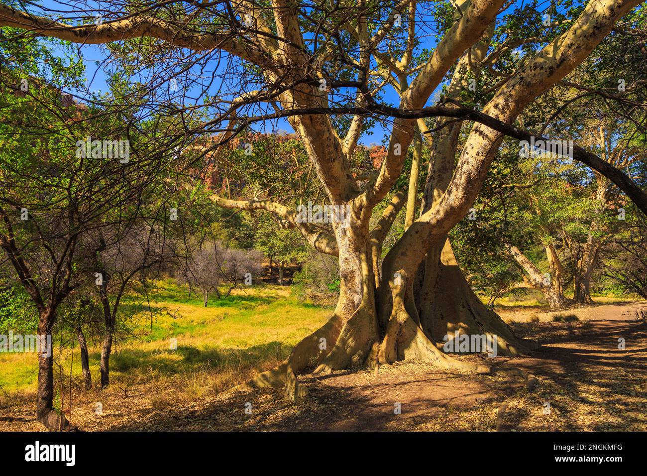 Big tree in Waterberg Plateau National Park, Kalahari, Otjiwarongo ...