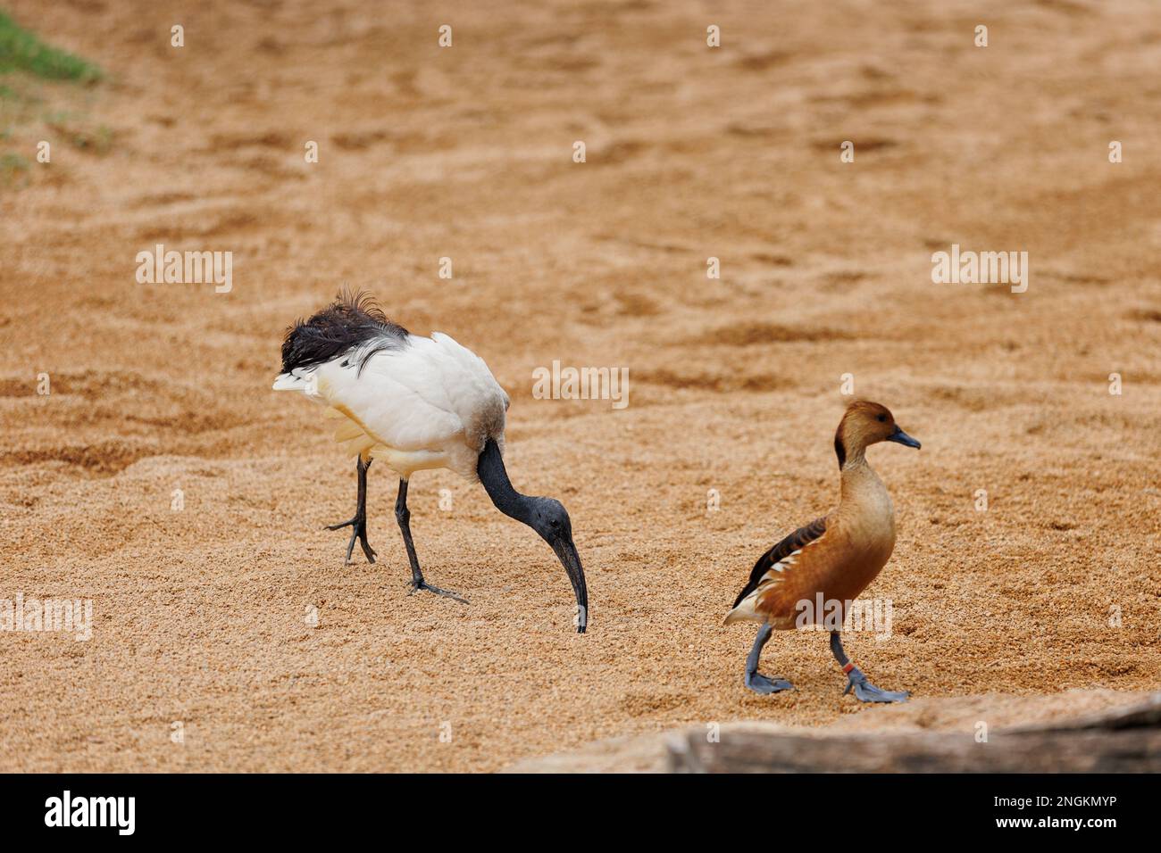 Sacred Ibis and Cute Duck in Natural Environment Stock Photo - Alamy
