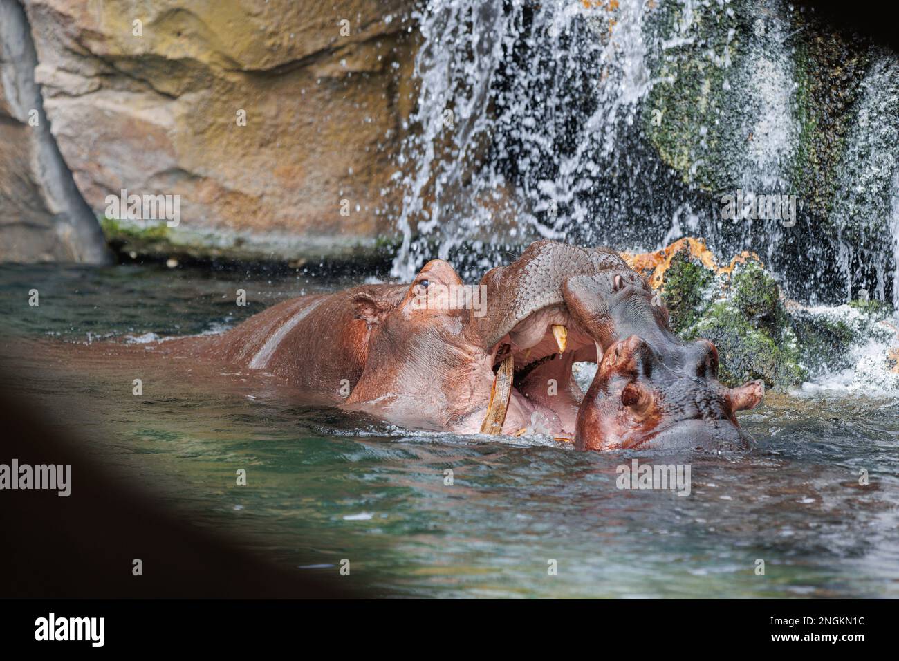 Two Hippos Playing with each Other immersed in Water opening their ...