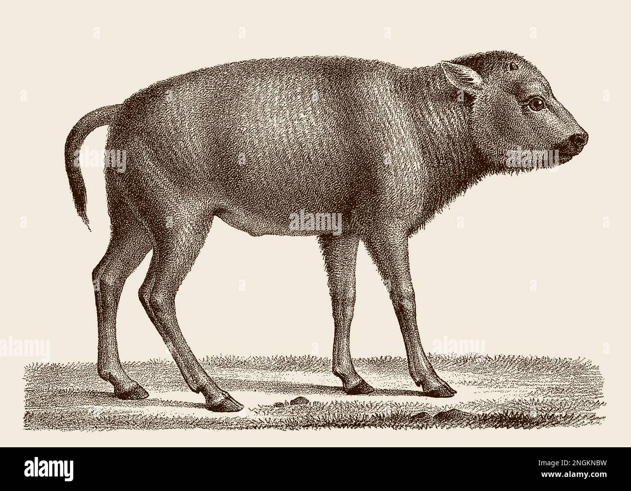 Young female bison in side view, after antique copperplate from 19th ...