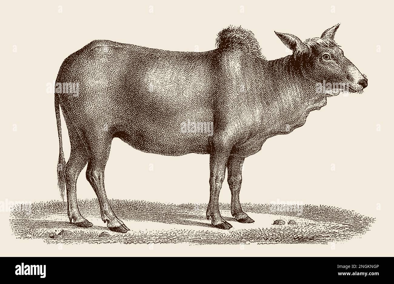 Zebu bos indicus in side view, after antique copperplate from 19th ...