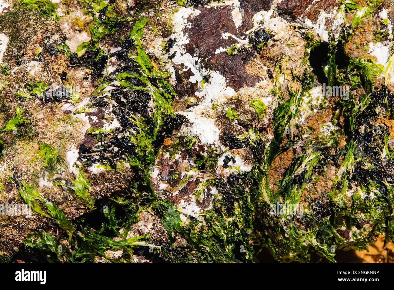 Salvador, Bahia, Brazil - October 27, 2019: Rocks on Rio Vermelho beach ...