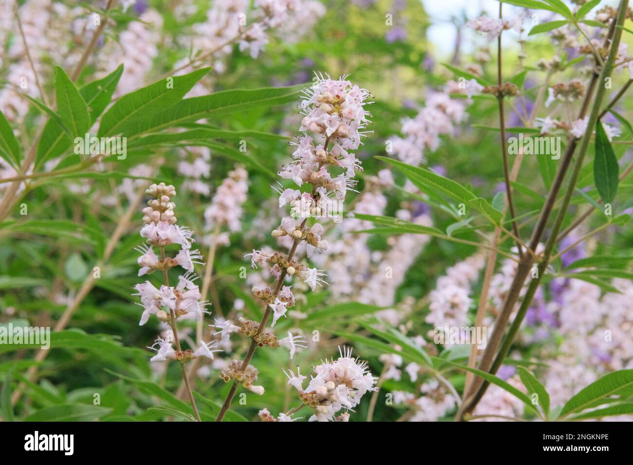 Vitex canabifolia grown in a rustic farm garden. White flowers in ...