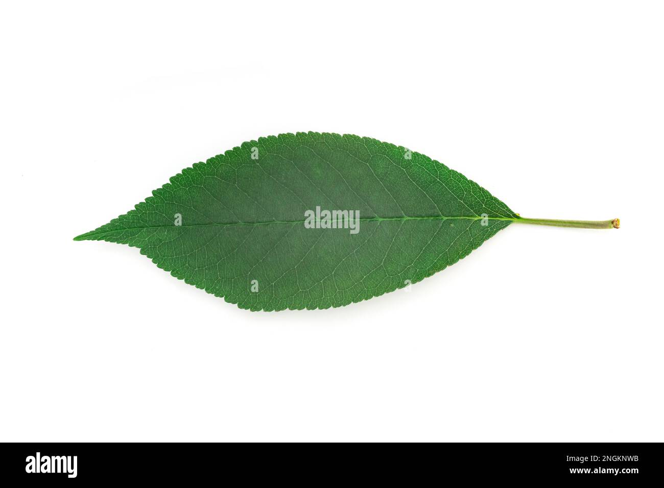 Leaf of cherry isolated on white background. Top view Stock Photo - Alamy