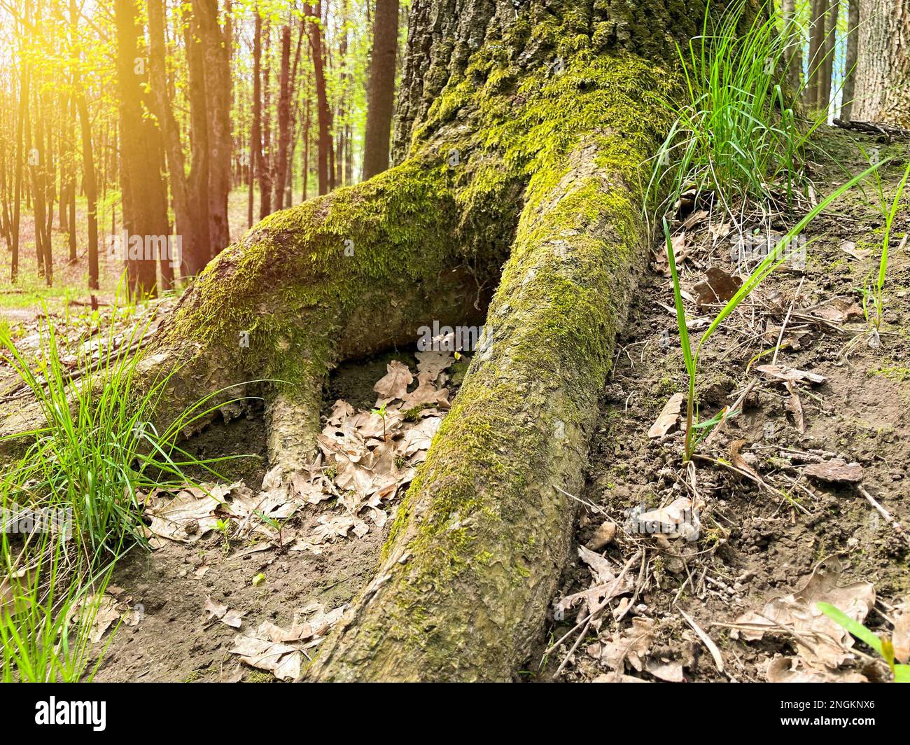 tree roots and sunshine in a green forest. Huge tree roots in the ...
