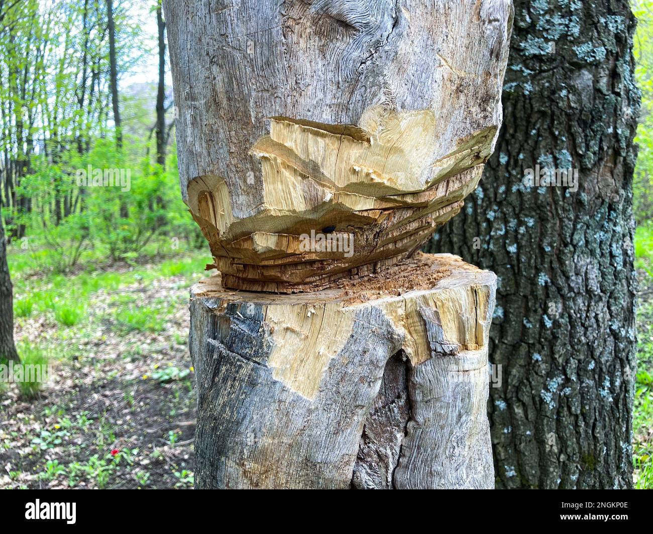 Close-up the stump of recently cut tree on slightly blurred green grass ...