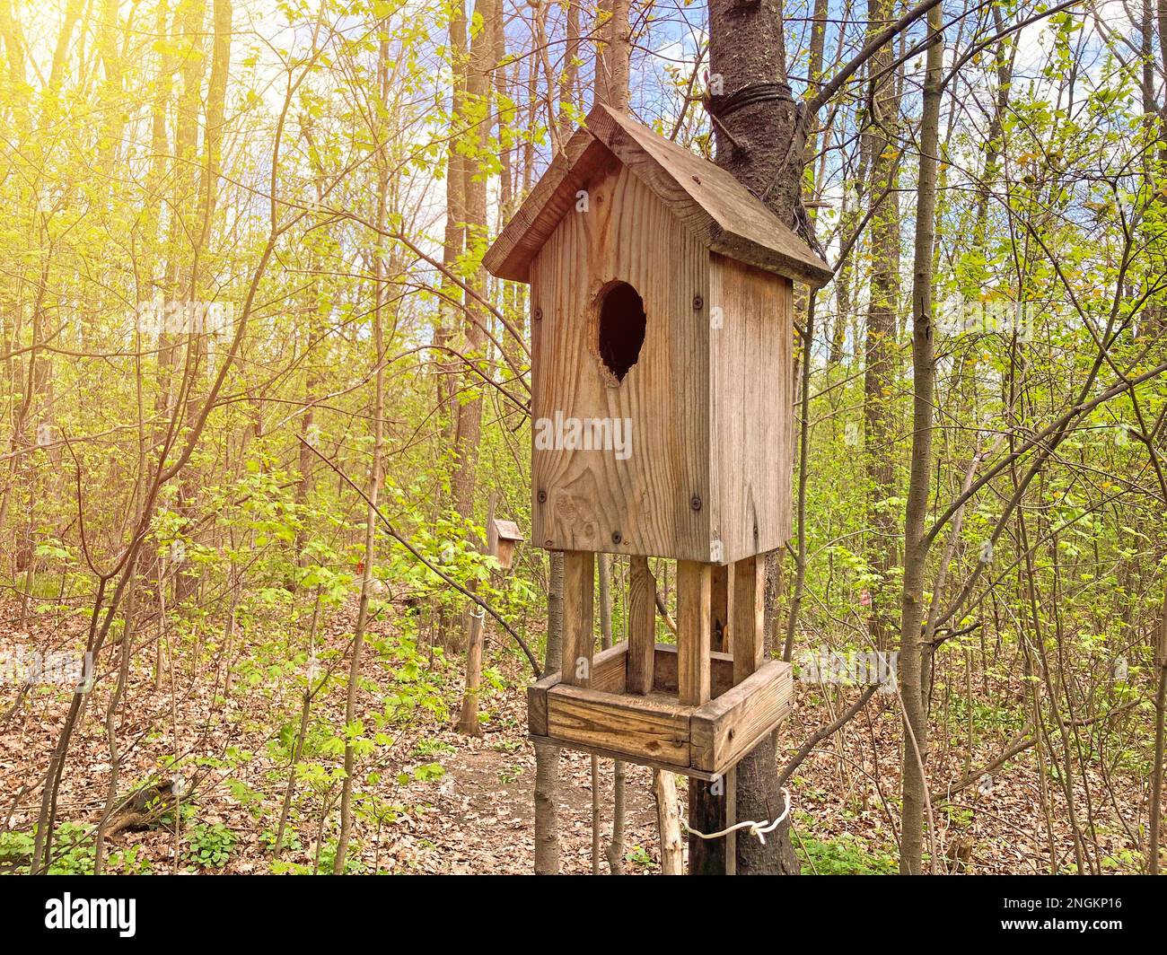 A Birdhouse in the Woods. Birdhouse on a tree. A nest box, nestbox ...
