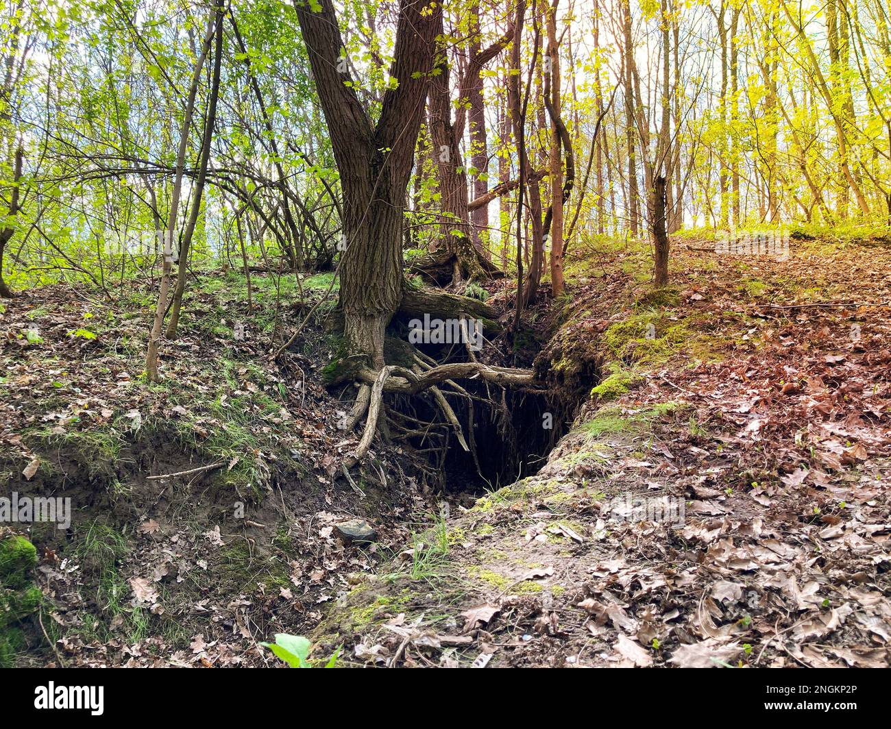 tree roots and sunshine in a green forest. Huge tree roots in the ...