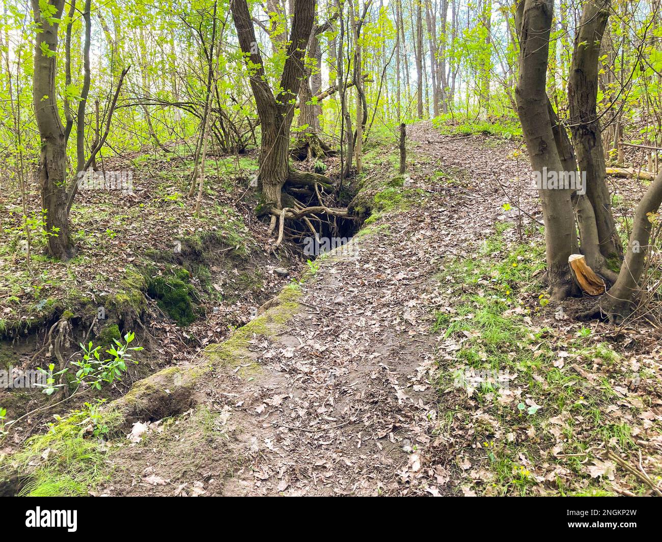 tree roots and sunshine in a green forest. Huge tree roots in the ...