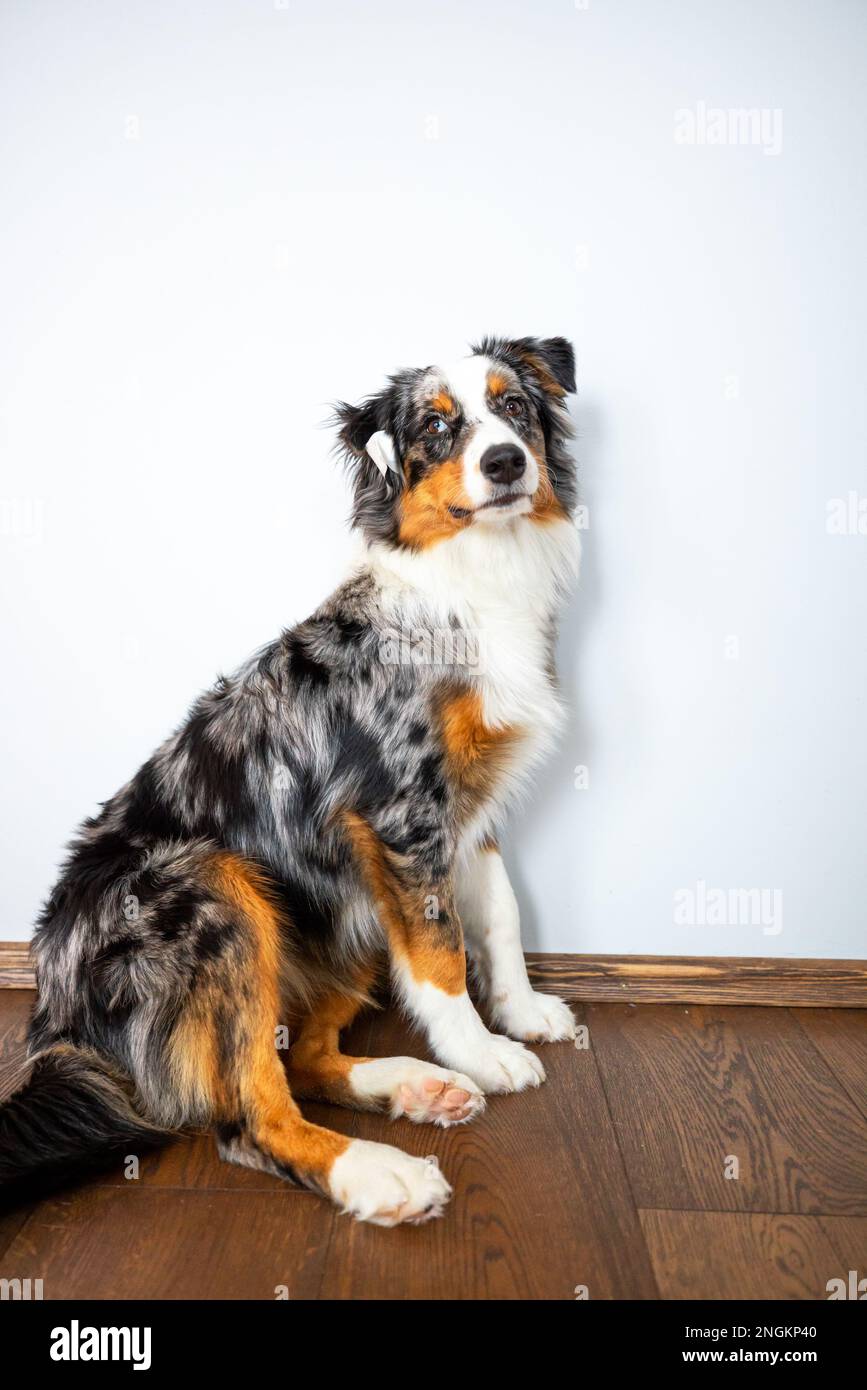 Beautiful Australian Shepherd in the room Stock Photo - Alamy