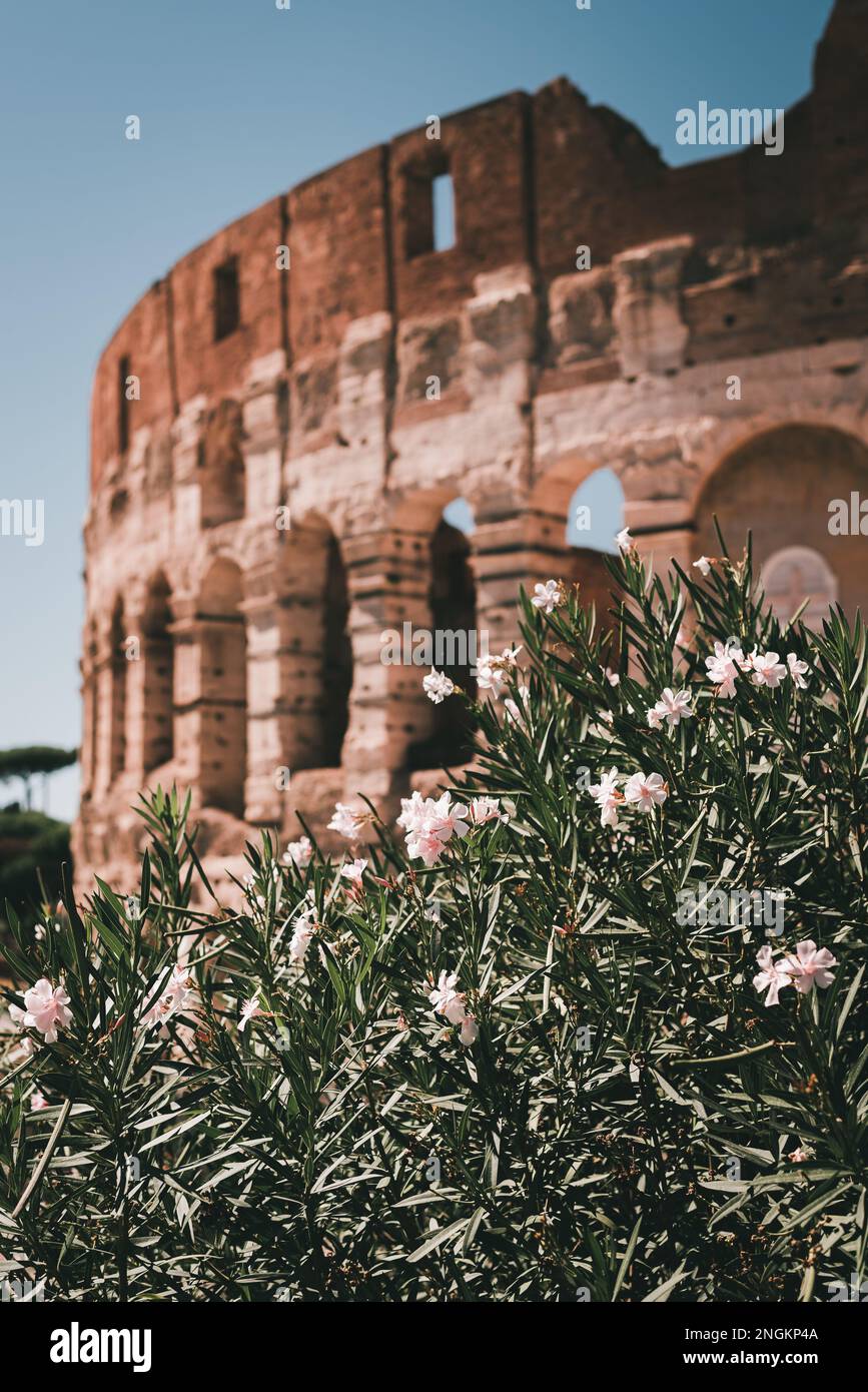 Stunning view of the ancient Colosseum with vibrant flowers in the ...
