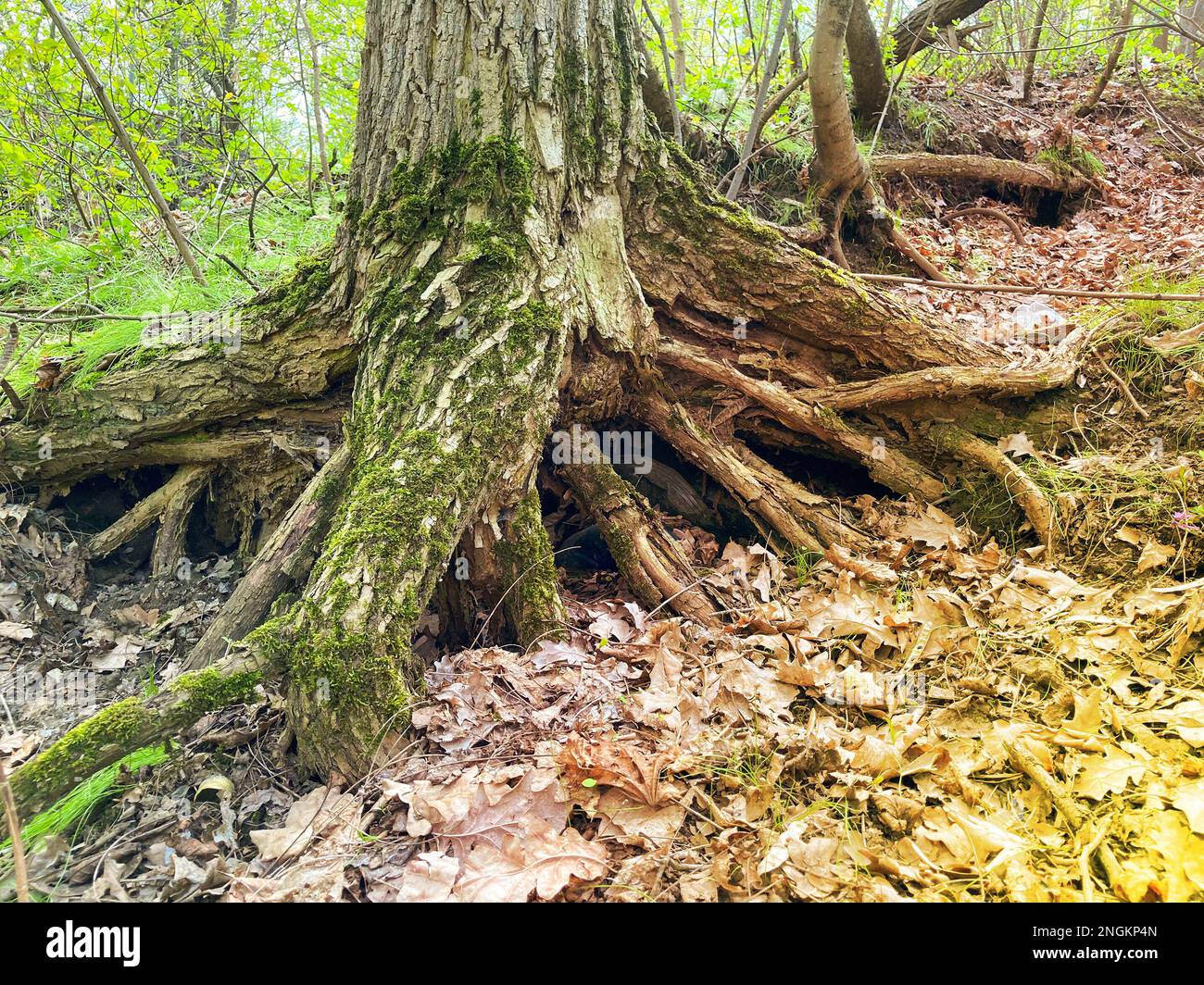 tree roots and sunshine in a green forest. Huge tree roots in the ...
