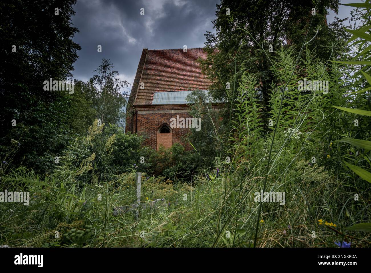 An old brick church falling into ruin standing in the bushes. Poland ...