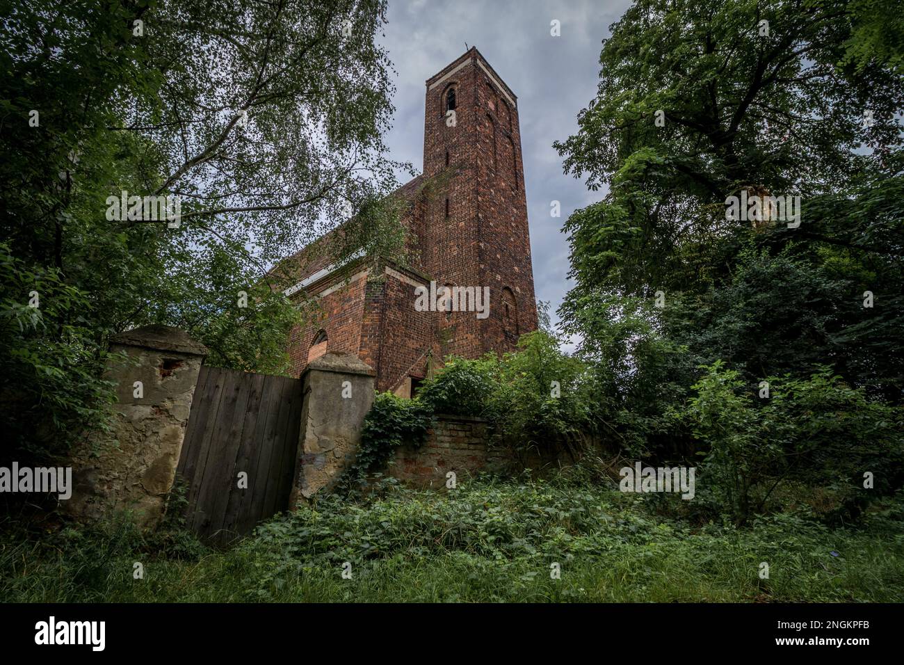 An old brick church falling into ruin standing in the bushes. Poland ...