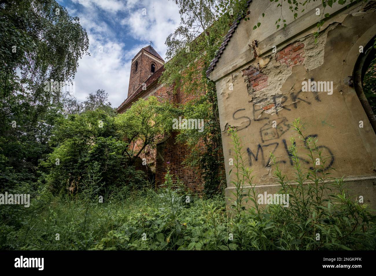 An old brick church falling into ruin standing in the bushes. Poland ...