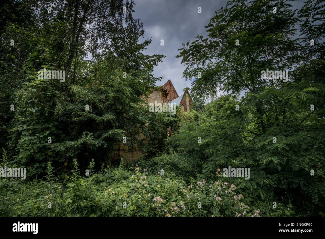 An old brick church falling into ruin standing in the bushes. Poland ...