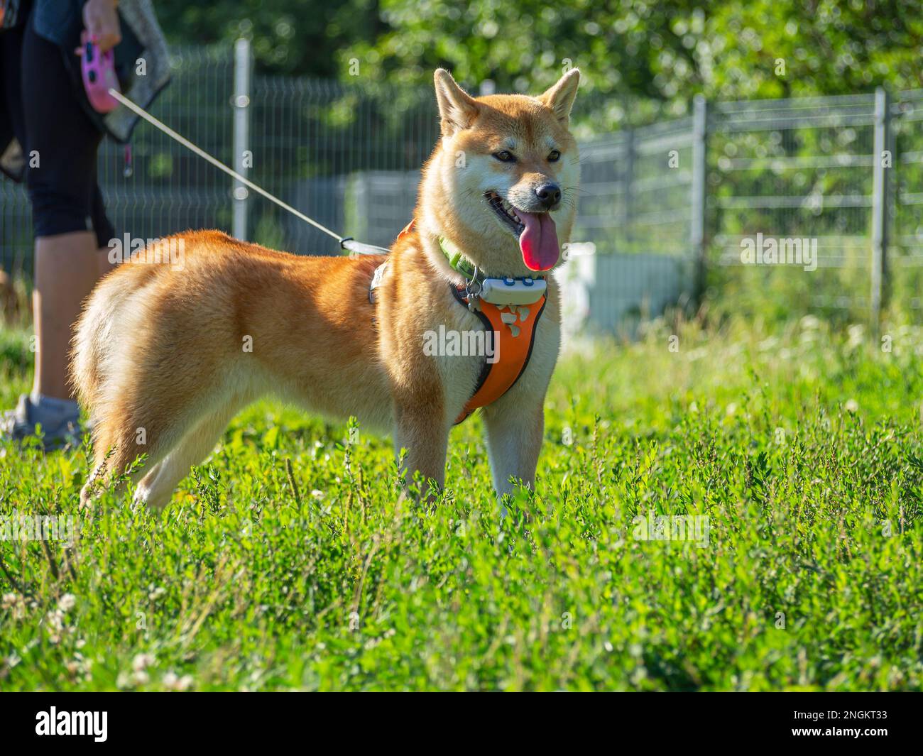 Shiba Inu plays on the dog playground in the park. Cute dog of shiba ...