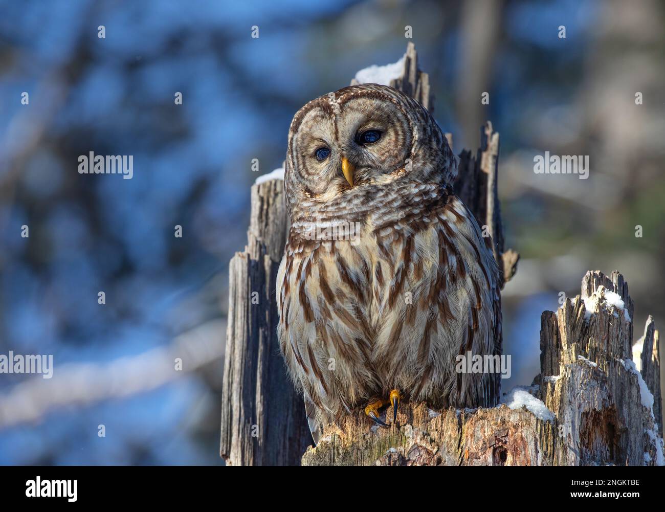Barred owl Strix varia closeup with reflections in its eyes in winter ...