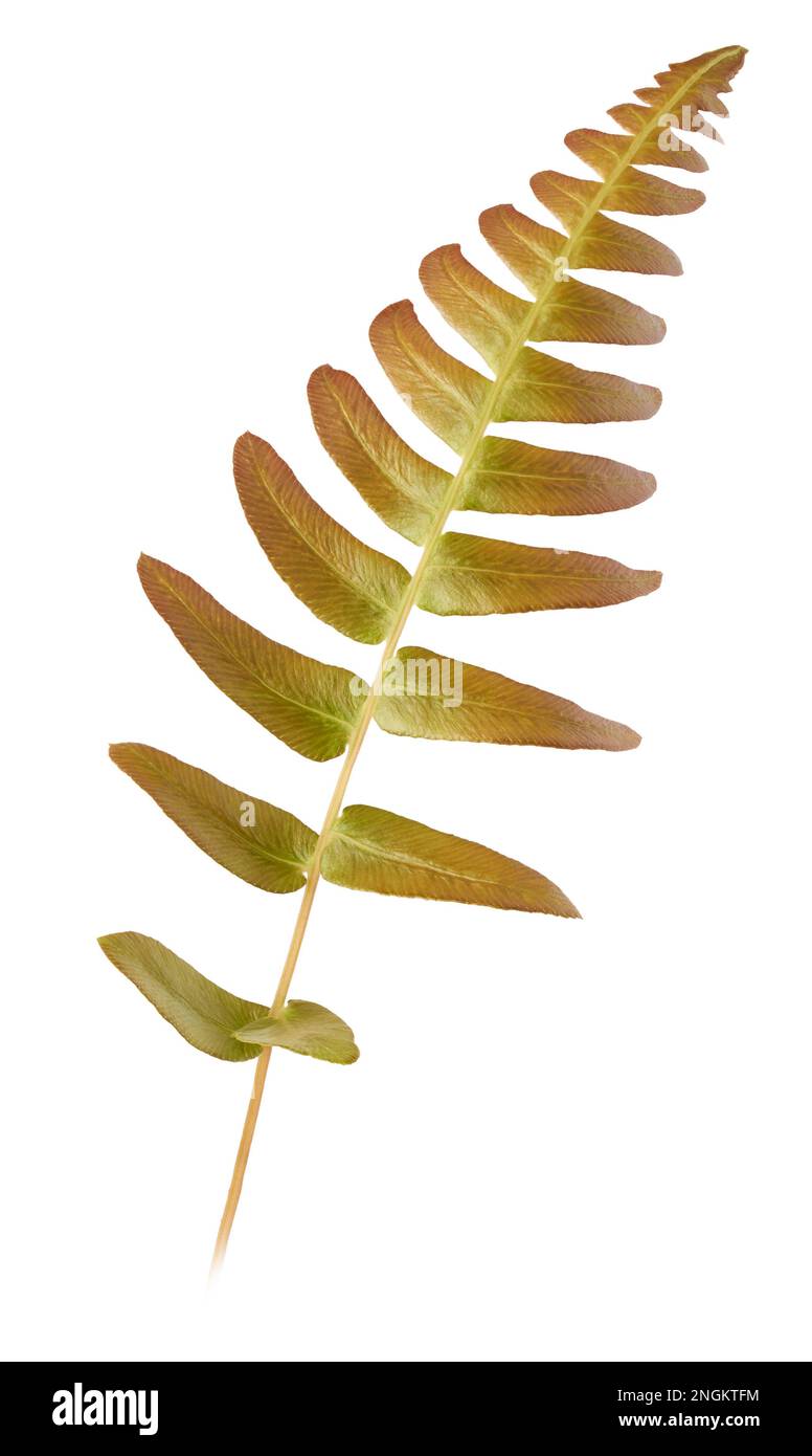 fern leaf, ornamental tropical foliage isolated on white background ...