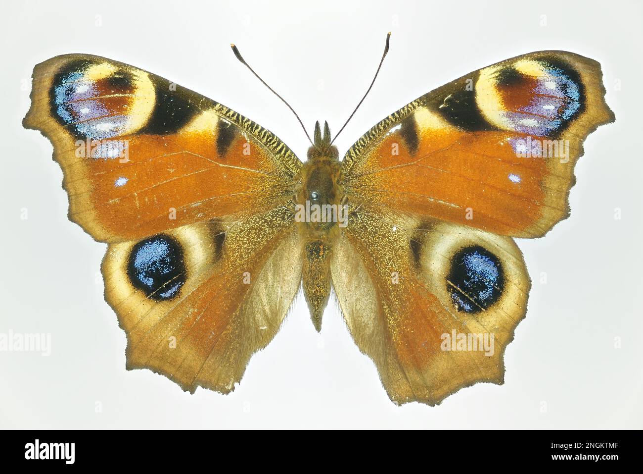 Peacock butterfly, Aglais io (family Nymphalidae), a butterfly, 50 ...