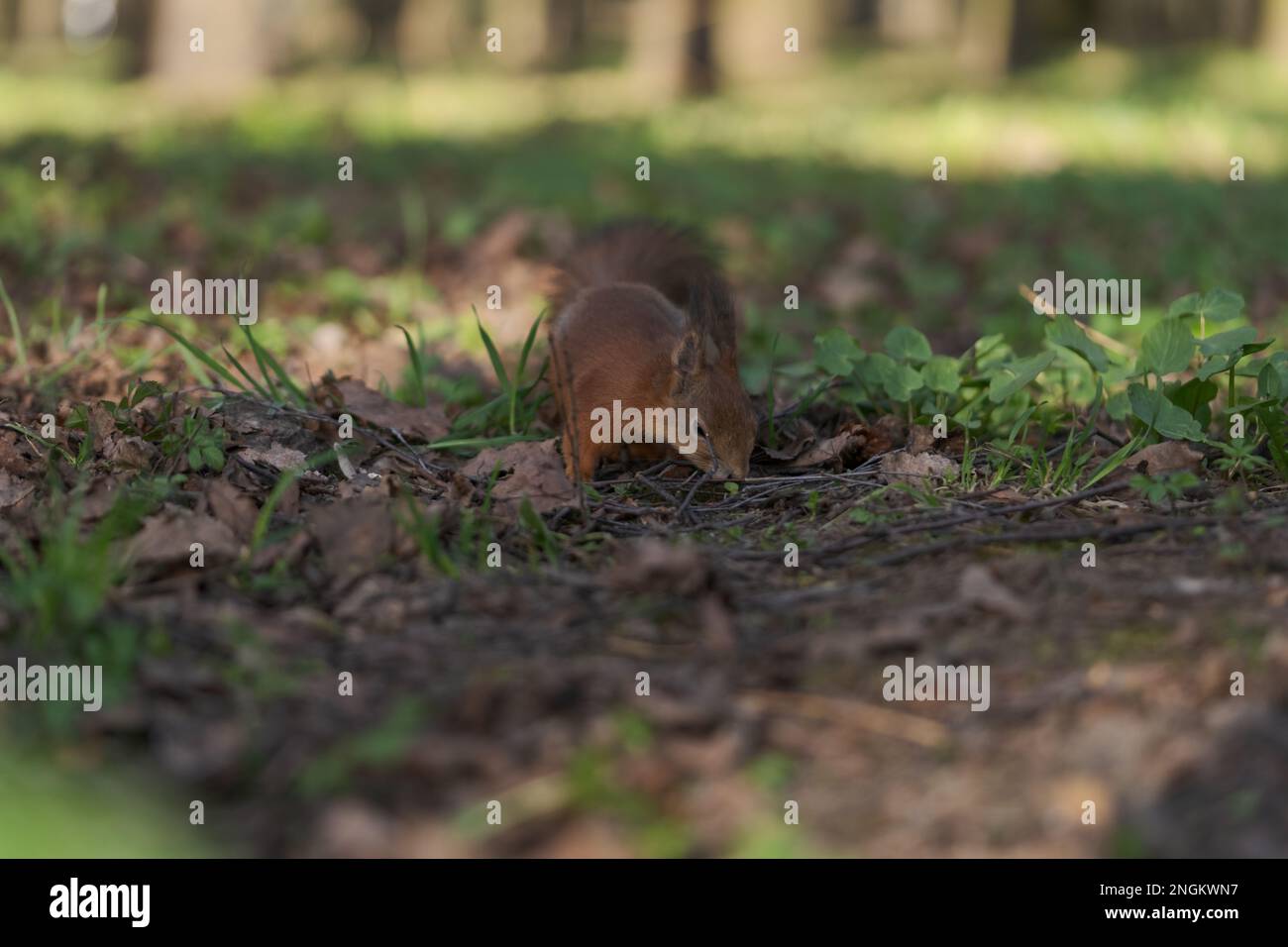 Squirrel searching for food stocks on the ground in spring, shallow ...