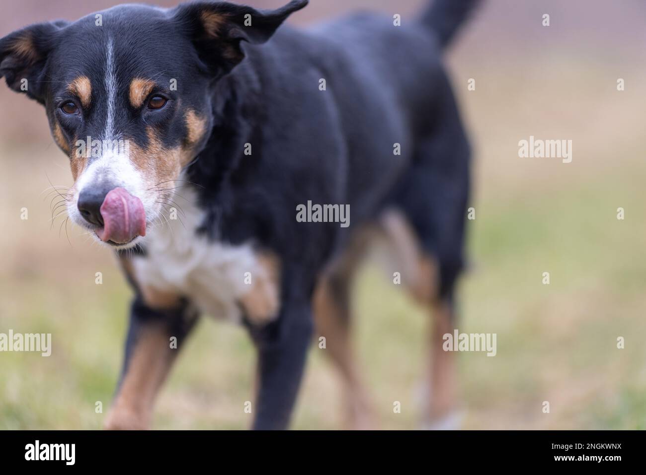 funny dog licks lips with Tongue Out Stock Photo - Alamy