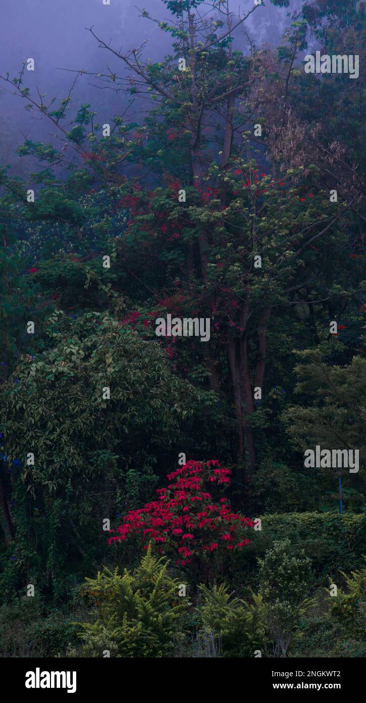 A beautiful mobile, tablet wallpaper of Pink flowering shrubs amid of ...