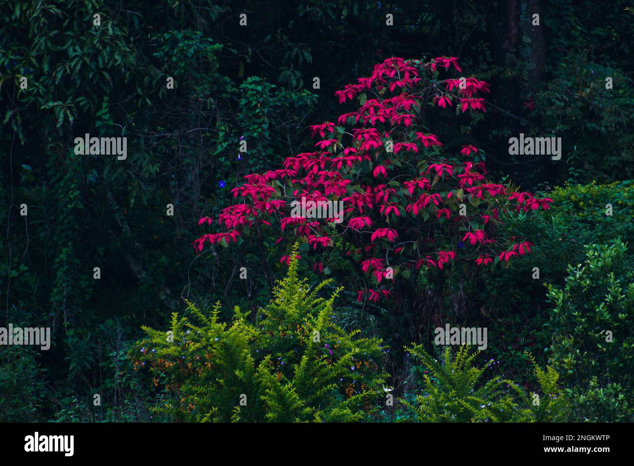 A beautiful mobile, desktop wallpaper of Pink flowering shrubs amid of ...