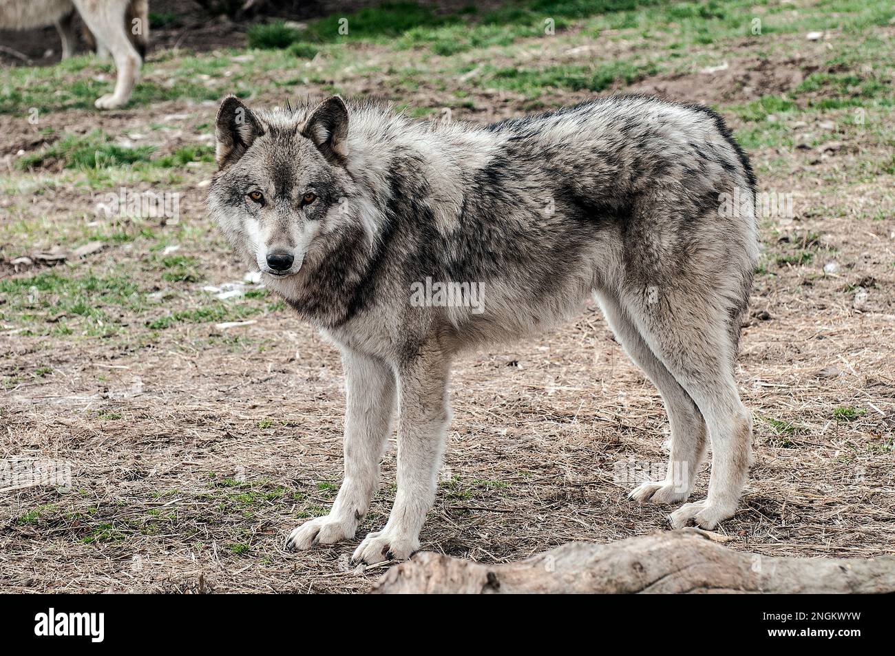 Gray Wolf Full Body