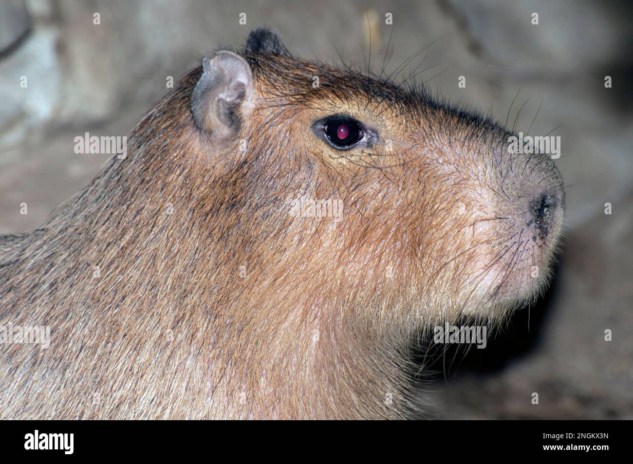 Capybara hydrochoerus hydrochaeris head hi-res stock photography and ...