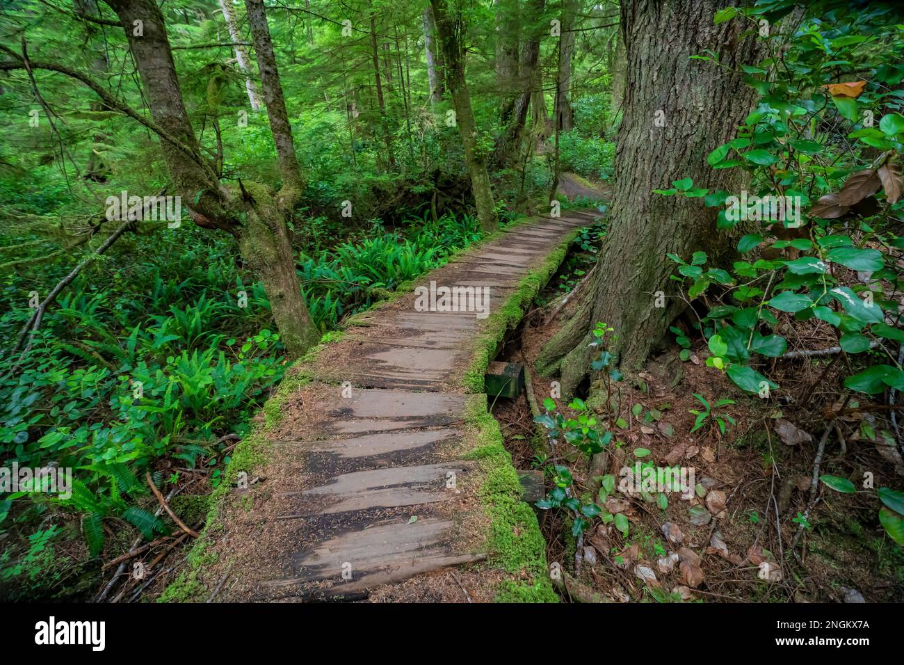 The trail leading to Shi Shi Beach in Olympic National Park leads ...