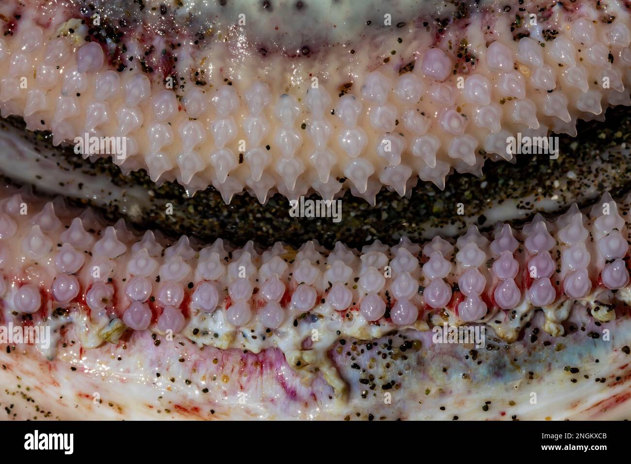 Rows of teeth hi-res stock photography and images - Alamy