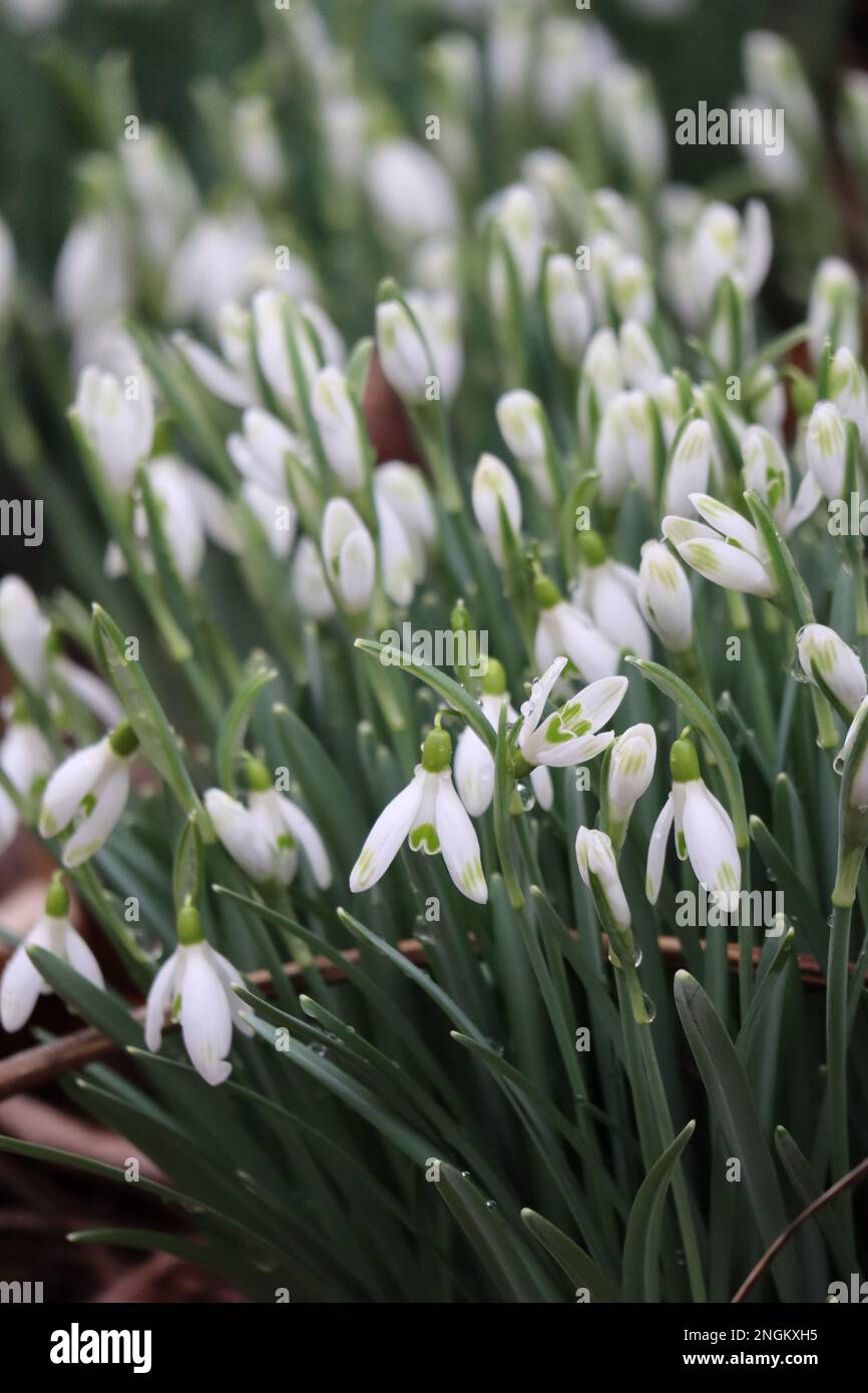 Little snowdrop hi-res stock photography and images - Alamy